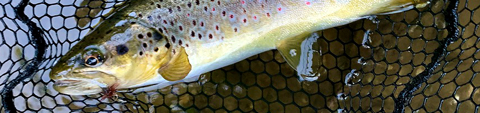 Technieken voor het vissen op Karper, Roofvis, Witvis, Forel en Zeevis